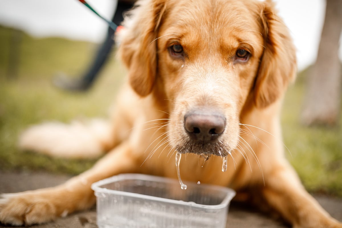 How Soft Water Can Benefit Your Pets